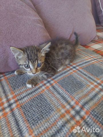 Котик ищет дом