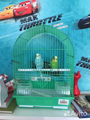 Пара волнистых попугаев