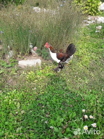 Петушки молодые продажа