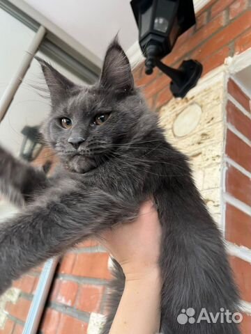 Девочка голубой дым