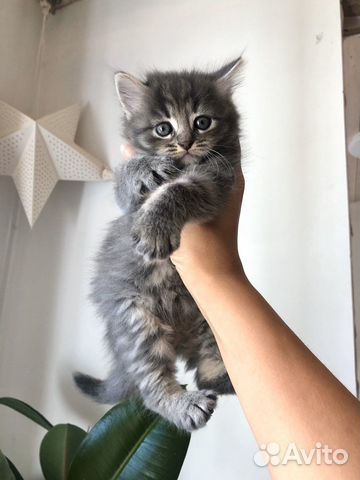Котенок от полусибирской кошки