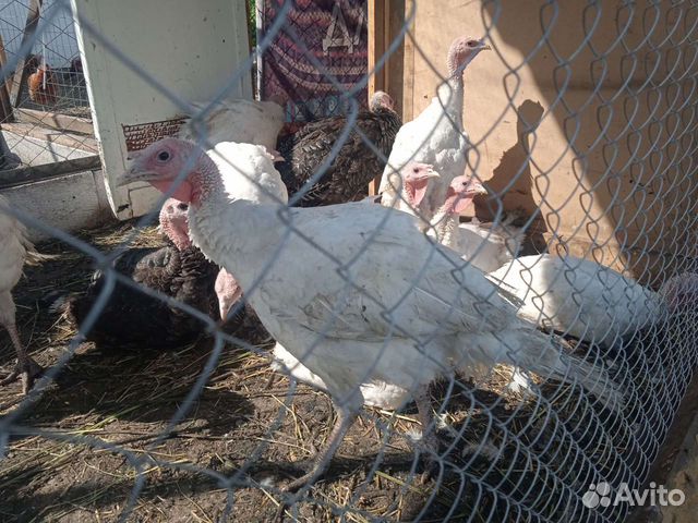 Индюшка на племя