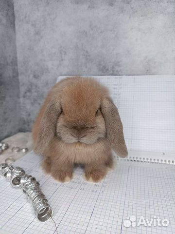 Нежнейший малыш минилоп