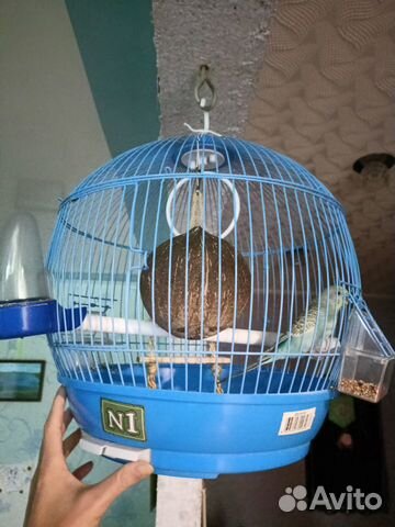 Клетка с попугаем