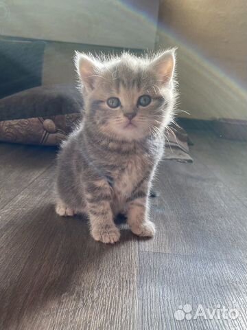 Шотландские котята