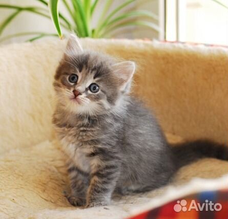 Симпатичный котёнок серого цвета в добрые руки Уфа