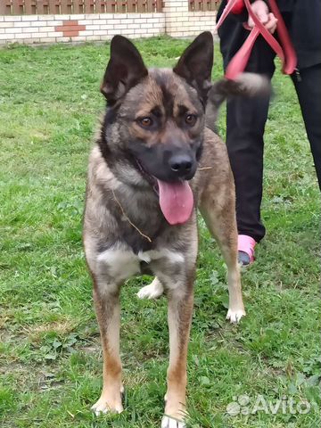 Собака бомбический Яша ищет дом