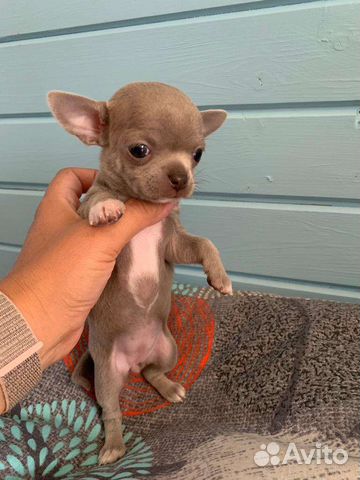 Щенки чихуахуа девочки