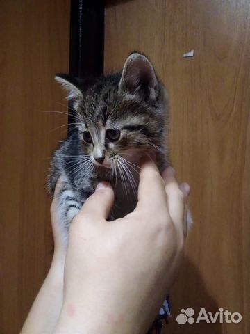 Котенок-мальчик ищет семью