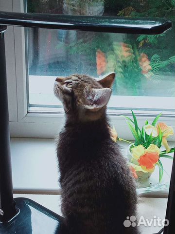 Котёнок боб тейл