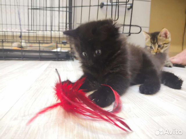 Котенок ищет дом