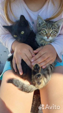 Котятки 2,5 мес