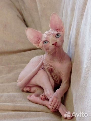 Канадский сфинкс котенок