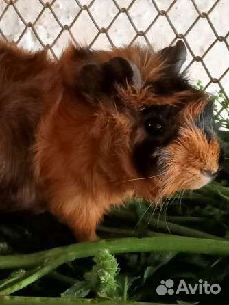 Морская свинка розетка