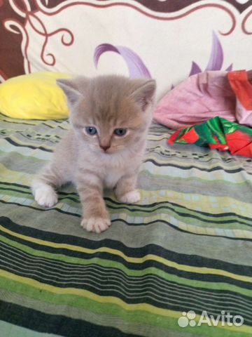 Шотландские вислоухие котята