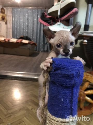 Котята сфинкс Эльф