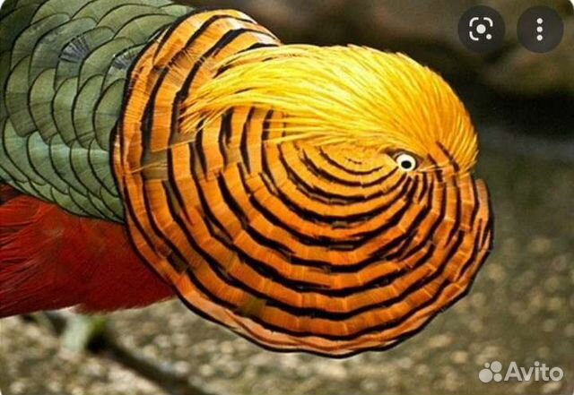 Золотой фазан