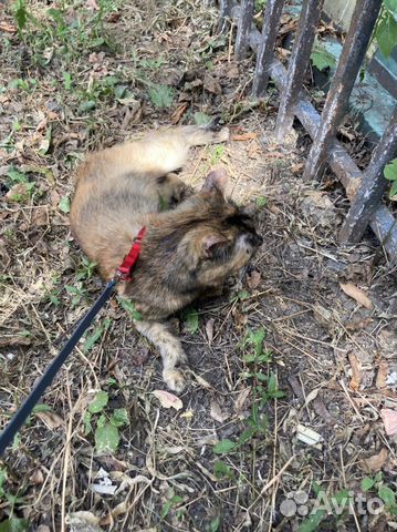 Кошки в добрые руки бесплатно