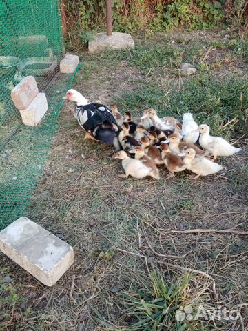 Индоутка мускусная утка