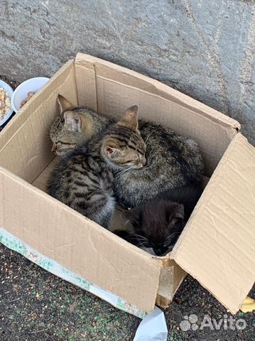 Котят Выкинули к помойке