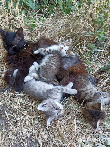 Котята в добрые руки бесплатно