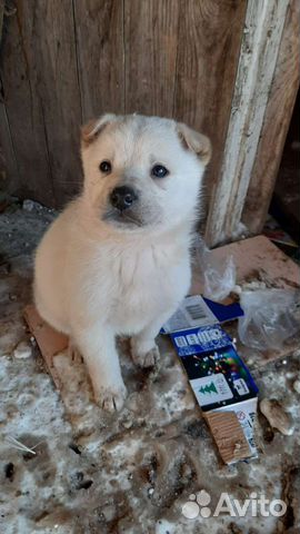 Щенки. Подкидыши