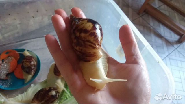 Улитки ахатины альбиносы