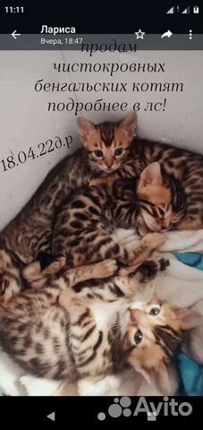 Продам бенгальских котят
