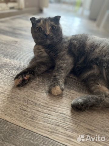 Кошка вислоухая шотландка