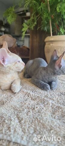 Канадский сфинкс кошка