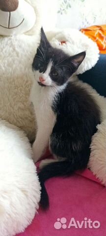 Девочка, мега-ласковая 2 месяца в дар