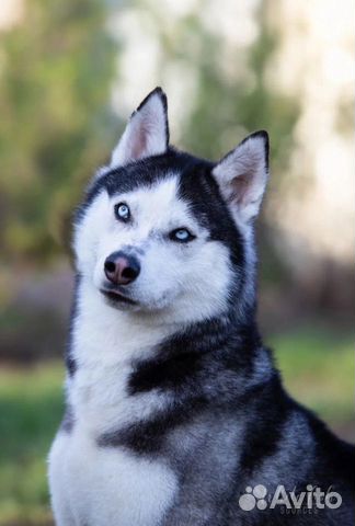 Молодая красавица Шейла