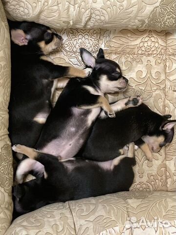 Щенки чихуахуа