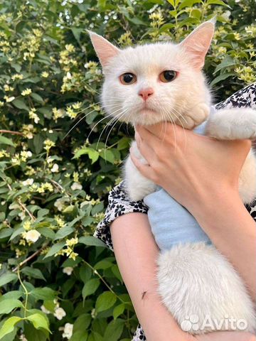 Стерилизованная белая кошечка Ищет Дом