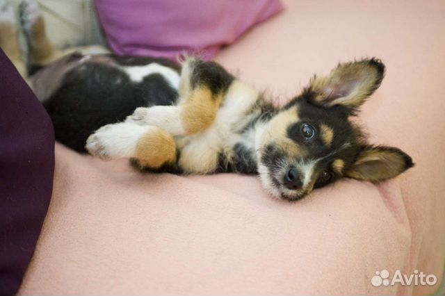 Щенок Нафаня