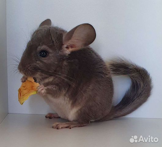 Шиншилленок мальчик фиолет (3 мес)