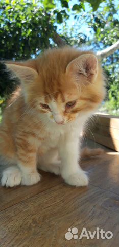 Продаются котята