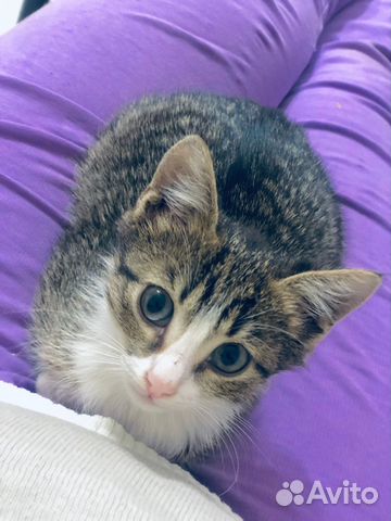 Котенок-девочка в добрые руки