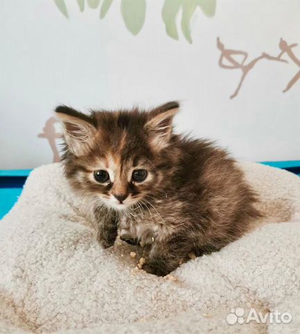 Пушистая котенок Кнопка в добрые руки