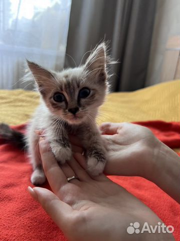 Котенок девочка бесплатно