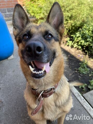 Овчарка в ответственные руки, знающие породу