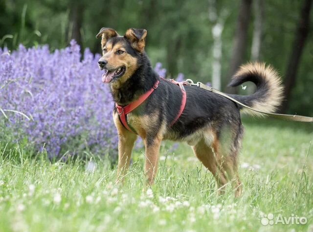 Собака в дар Лексус ищет семью