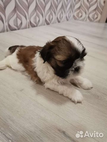 Щенки ши-тцу