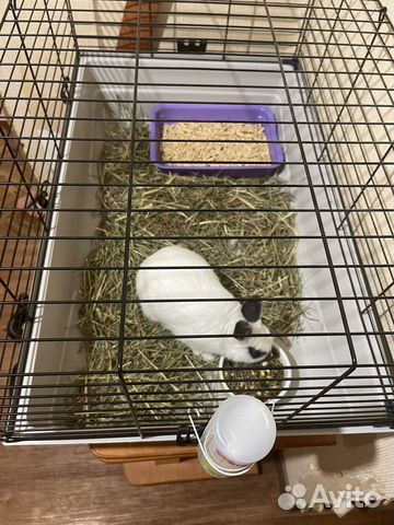 Декоративные кролики