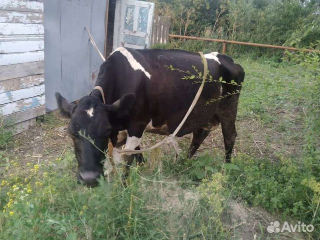 Корова стельная