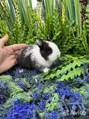 Нидерландский карликовый кролик