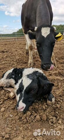 Бычки голштинской породы