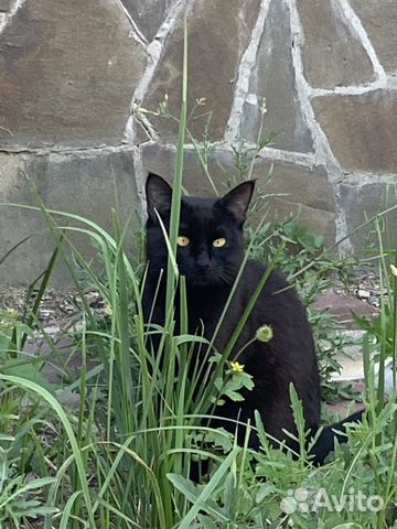 Пантерик- красавец котик в добрые руки