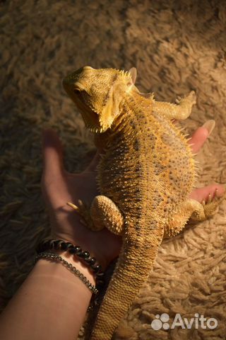 Бородатая агама