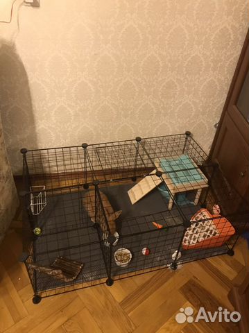 Кролик в добрые руки